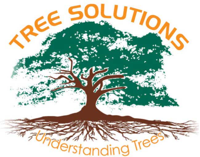 Professional Arborist Services | Tree Solutions Sunshine Coast